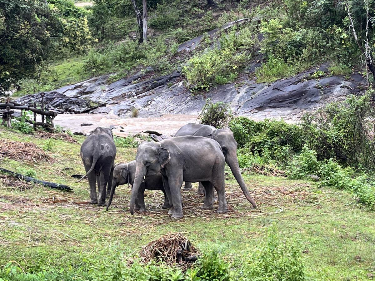 Elephant Sanctuary, Waterfall & Bamboo Rafting : Elephant ChiangMai ...