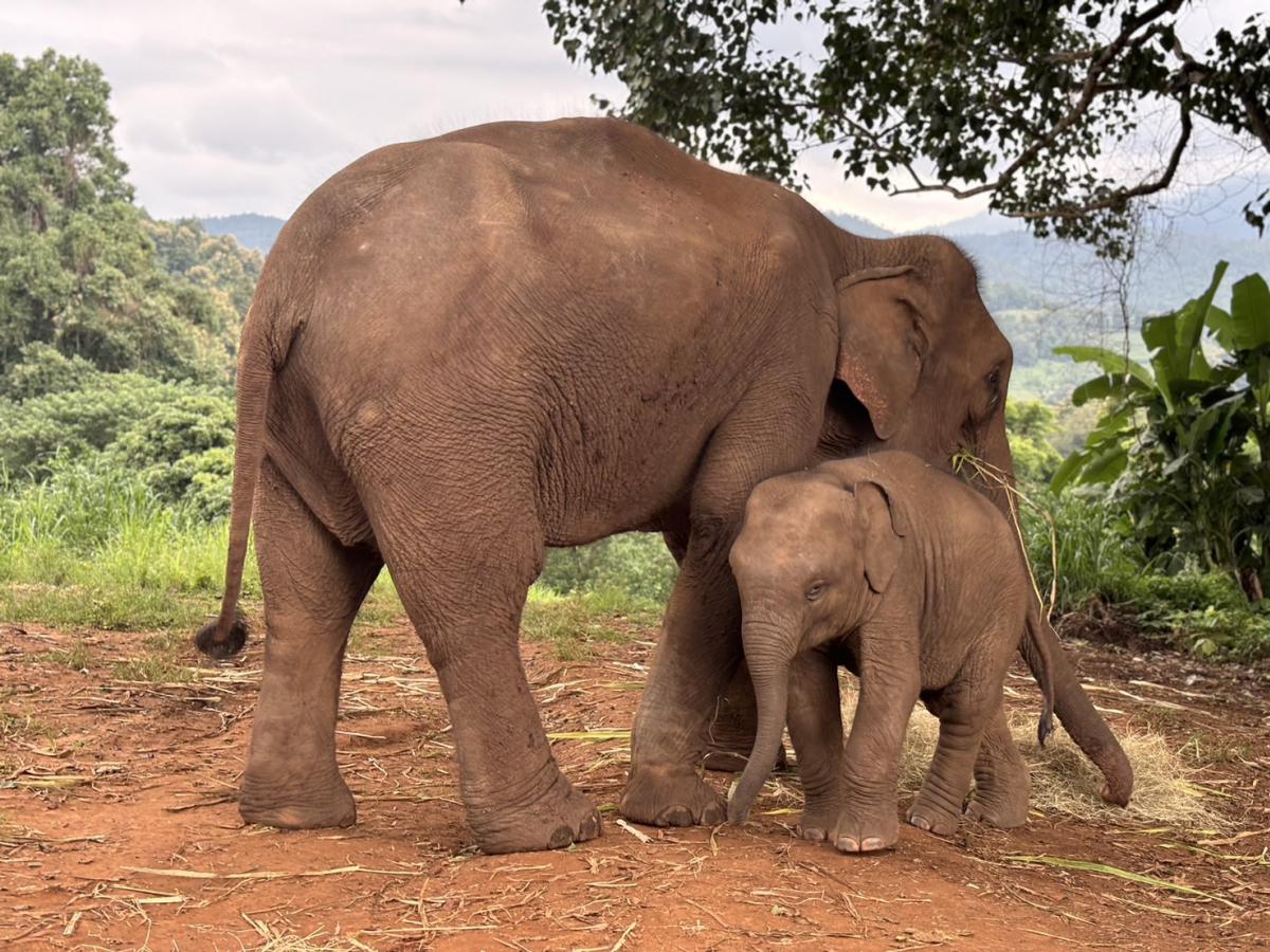 Elephant Sanctuary - Waterfall - Bamboo Rafting : Elephant ChiangMai ...